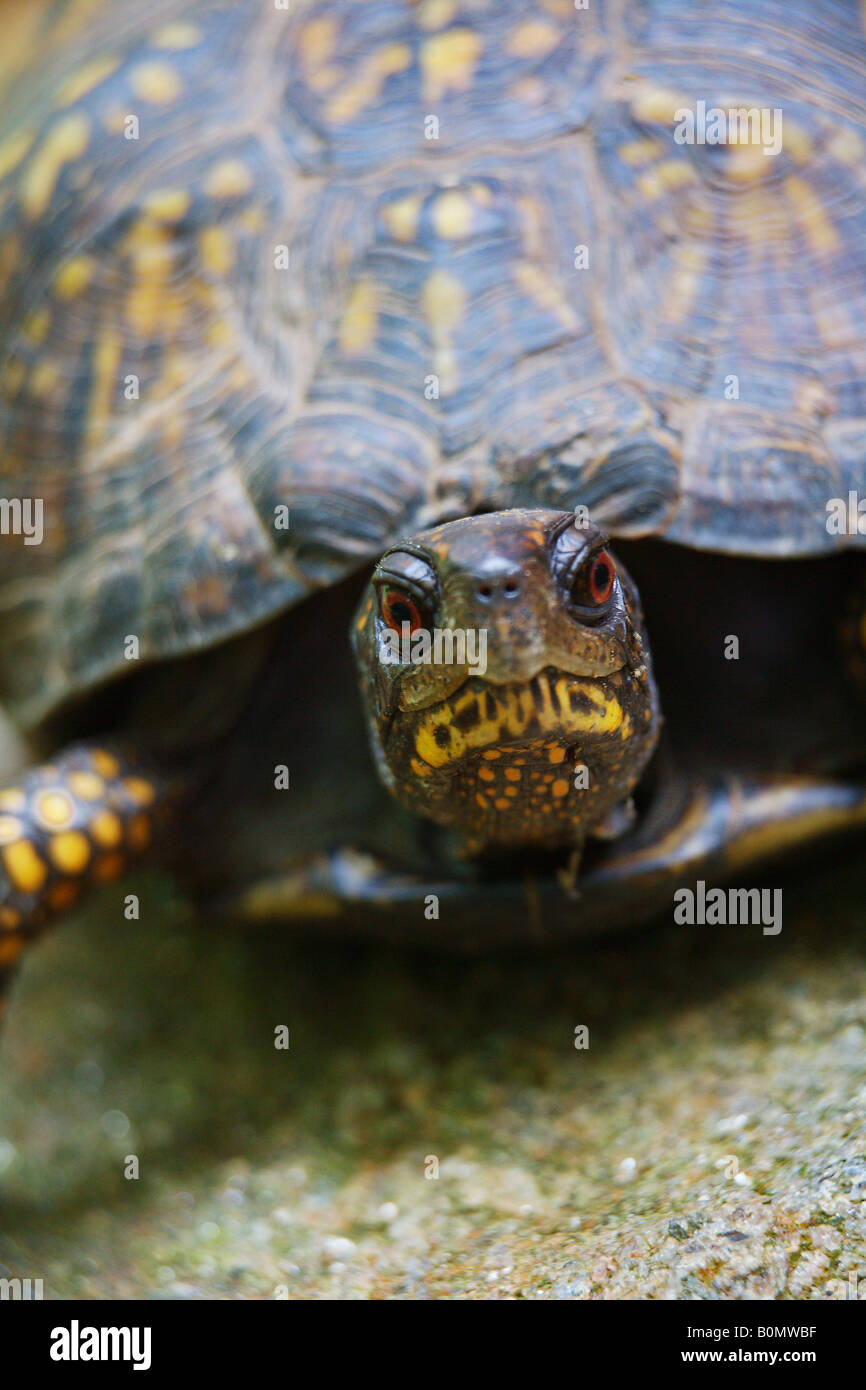 Eastern box turtle, water hi-res stock photography and images - Alamy