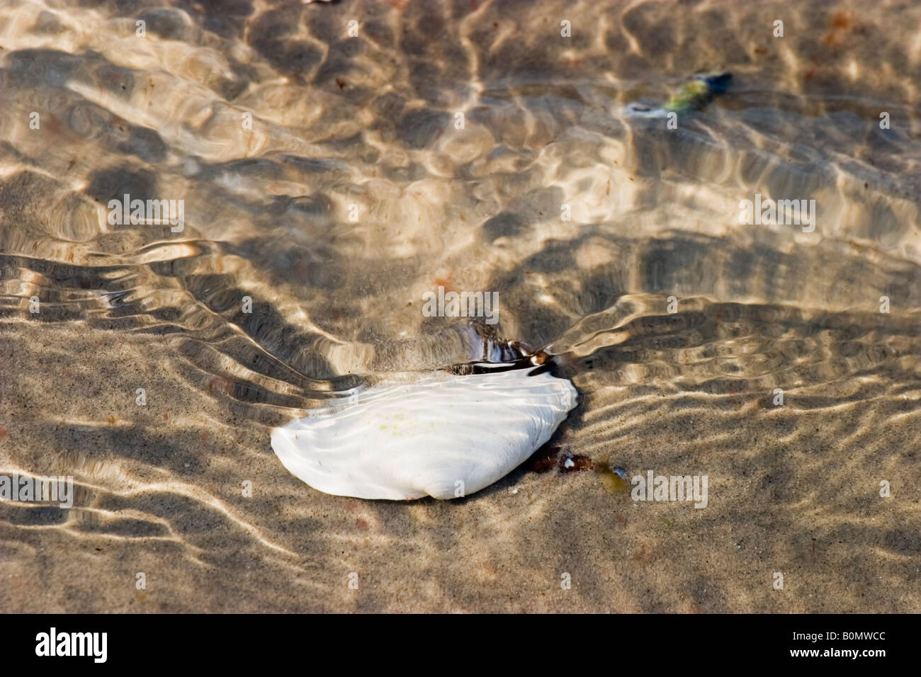 White mussel shell in the sand Stock Photo - Alamy