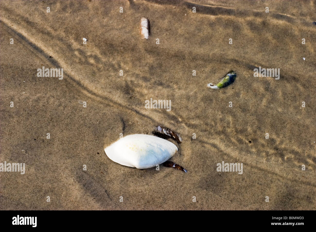 White mussel shell lie in the sand Stock Photo - Alamy