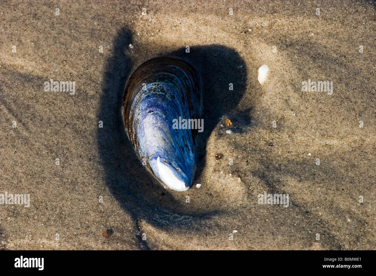 Blue mussel shell lie in the sand Stock Photo - Alamy