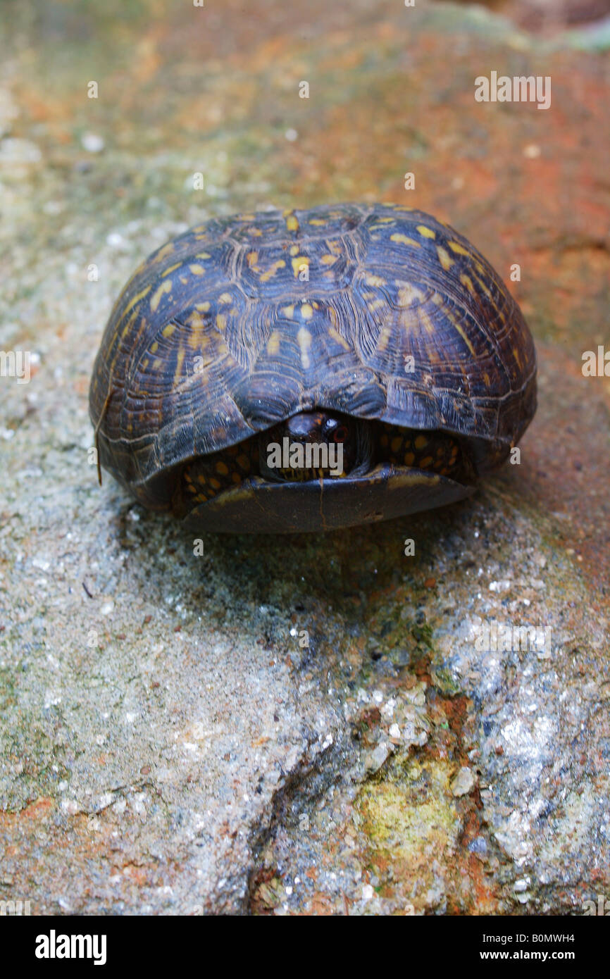 Passive turtle hi-res stock photography and images - Alamy