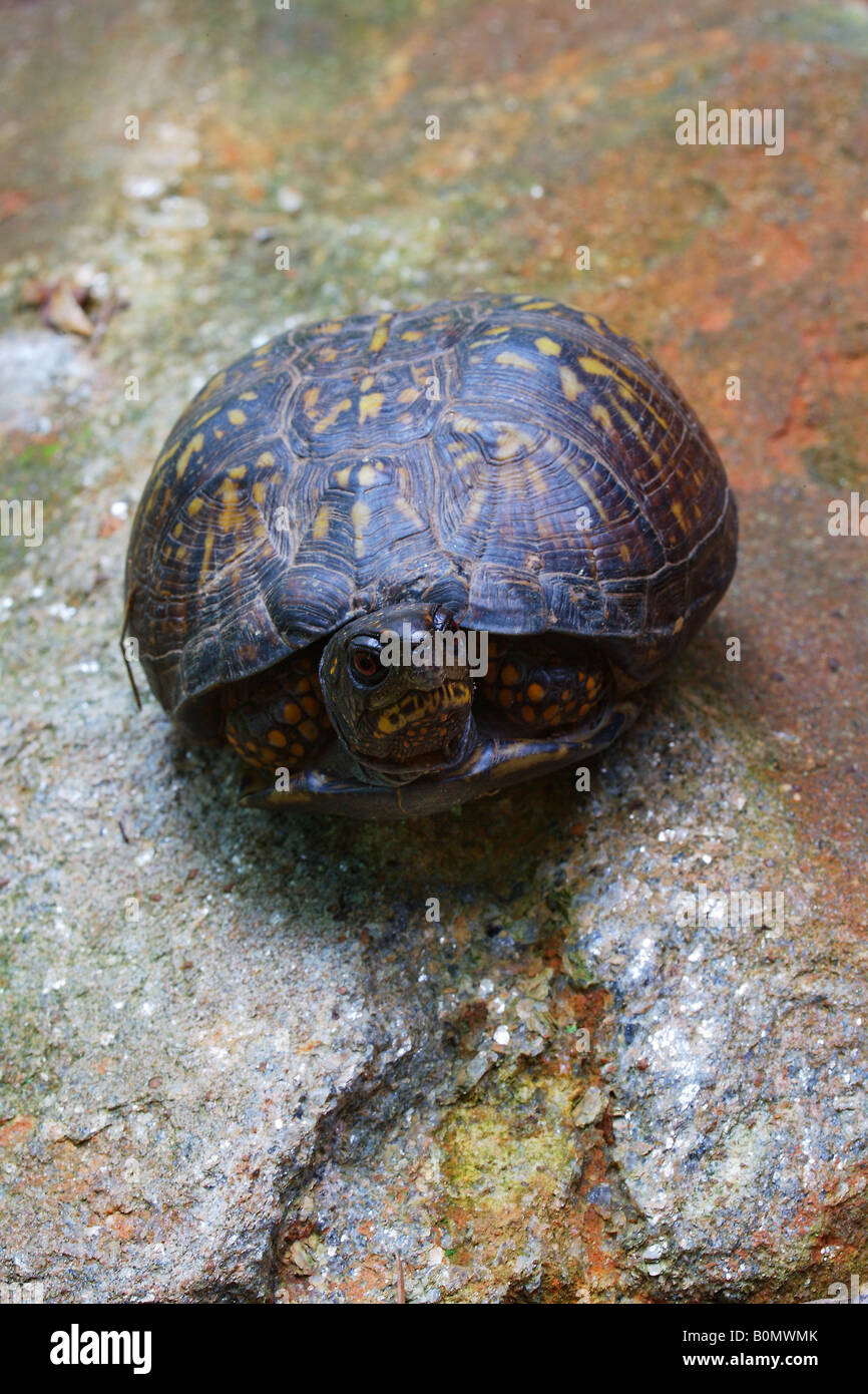 Eastern box turtle Stock Photo - Alamy