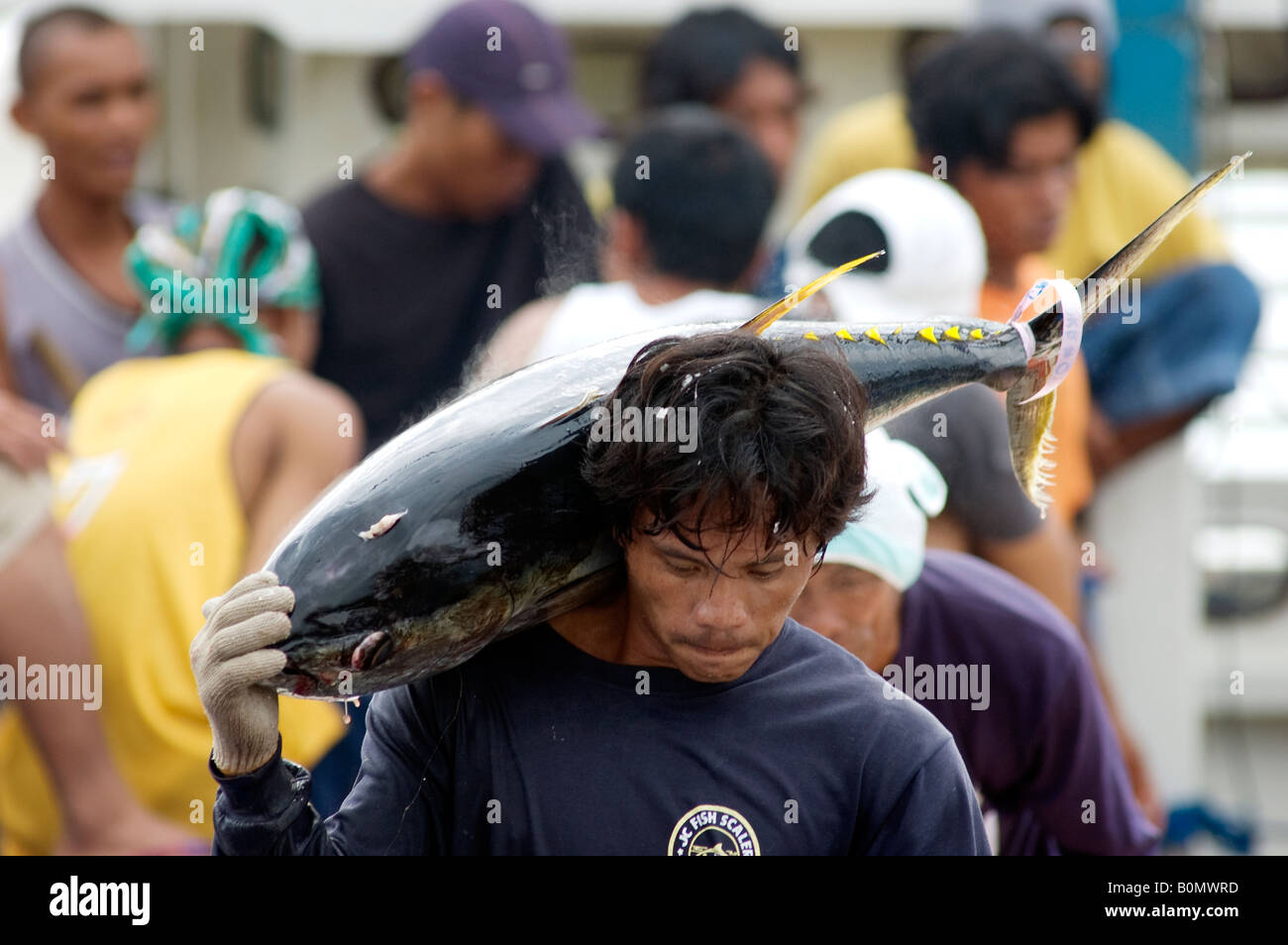 Yellow fin tuna at fish market at General Santos City, Mindanao ...