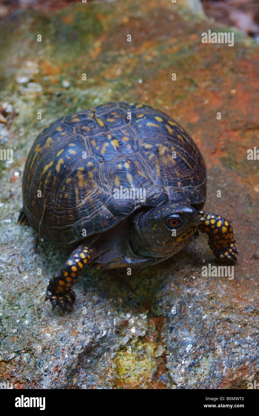 Eastern box turtle Stock Photo - Alamy