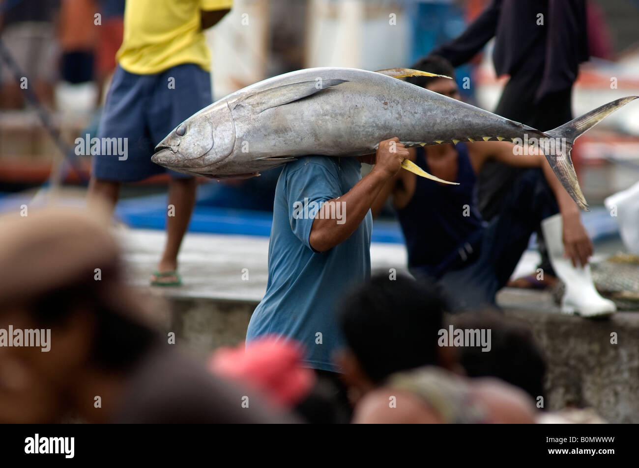 Yellow fin tuna at fish market at General Santos City, Mindanao ...