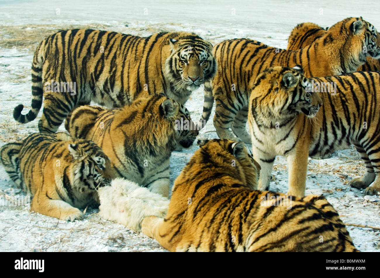 Siberian Tiger Park Harbin Heilongjiang Province Northeast China Stock ...