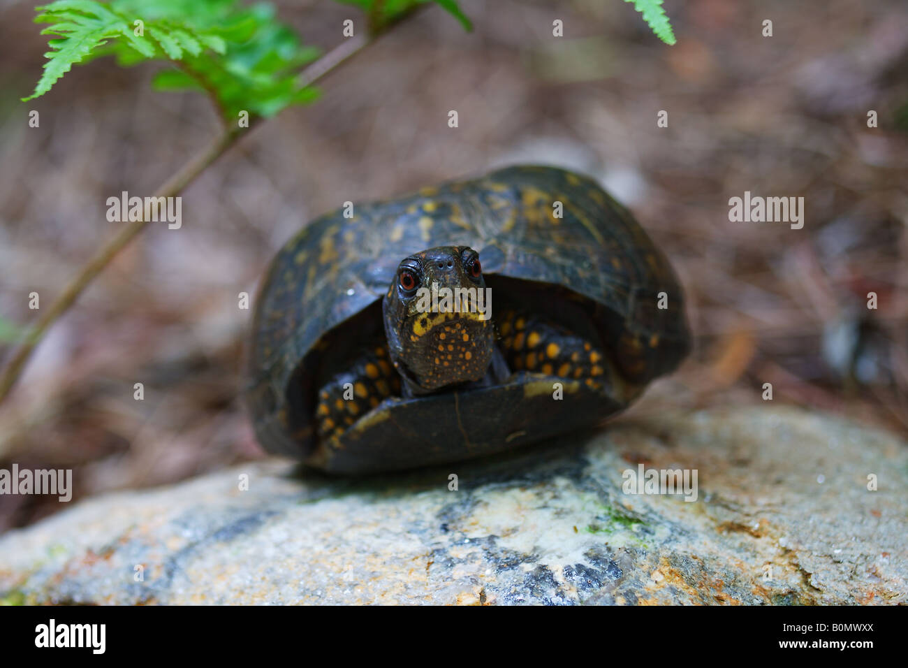 Eastern box turtle Stock Photo - Alamy