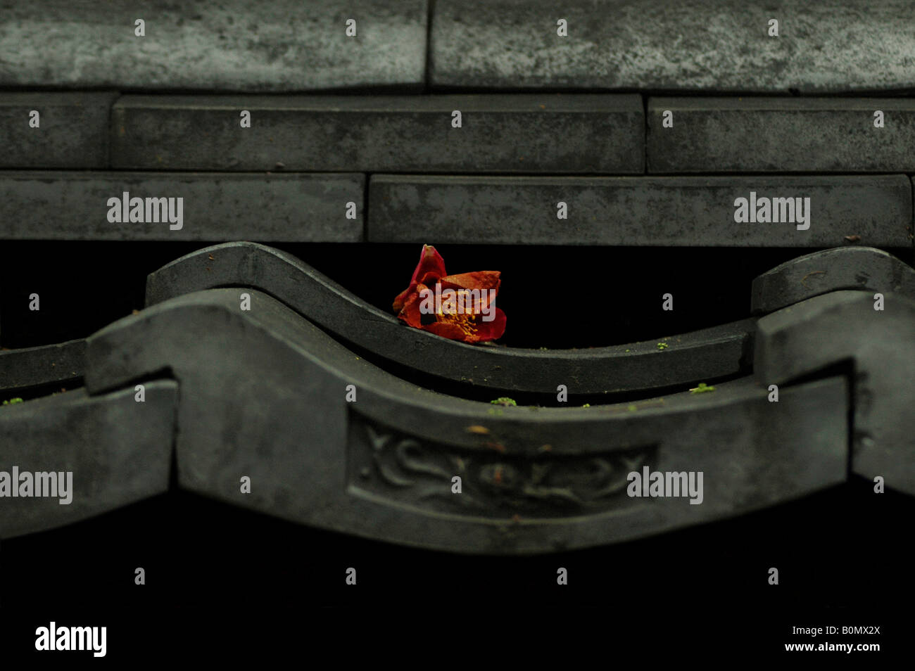 Wither flower hi-res stock photography and images - Alamy