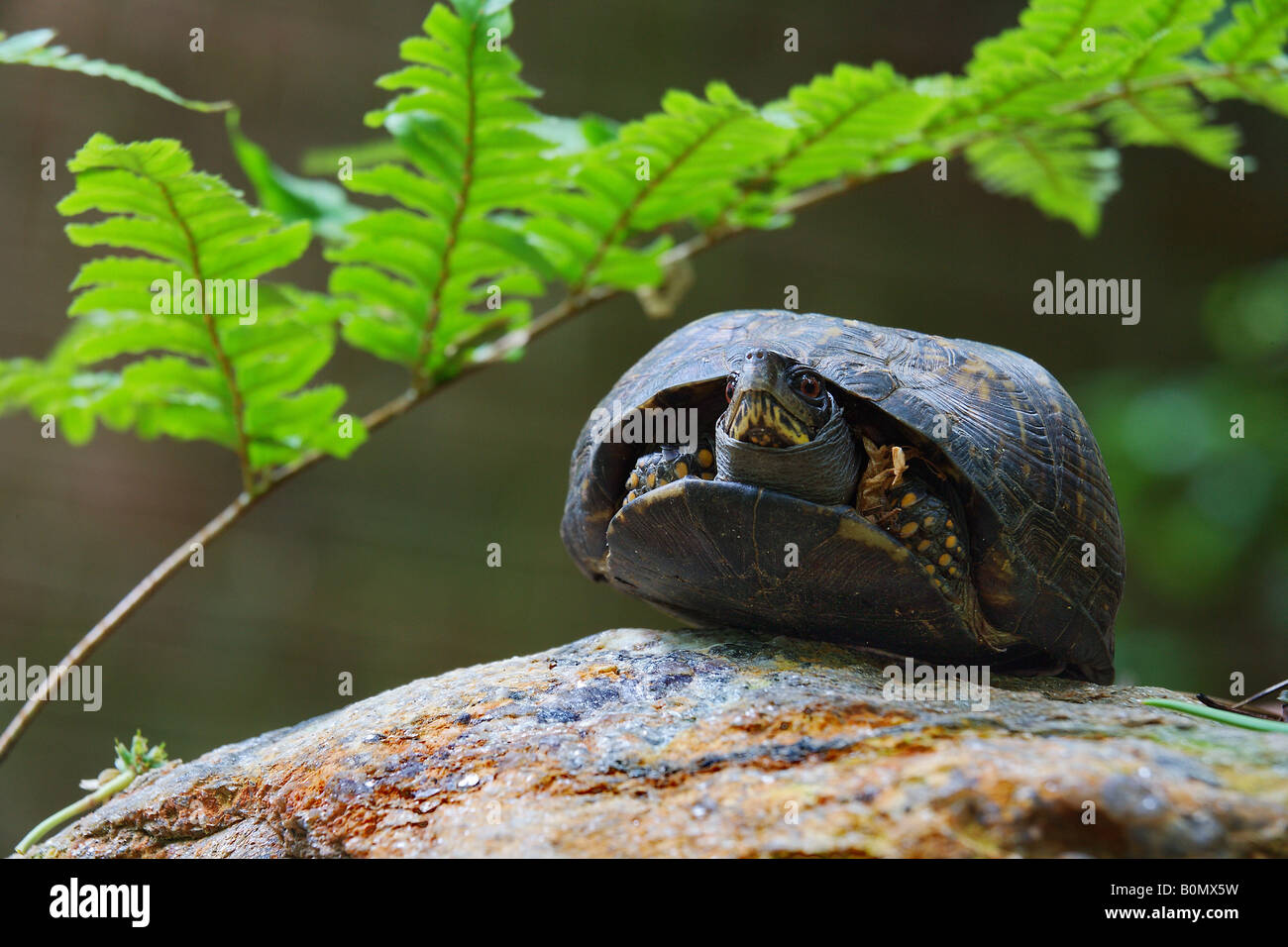 Eastern box turtle Stock Photo - Alamy