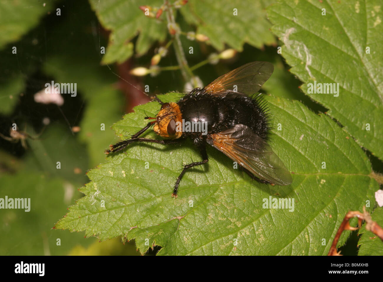 Parasite fly Tachina grossa Tachinidae, a bumble bee mimic, UK Stock ...