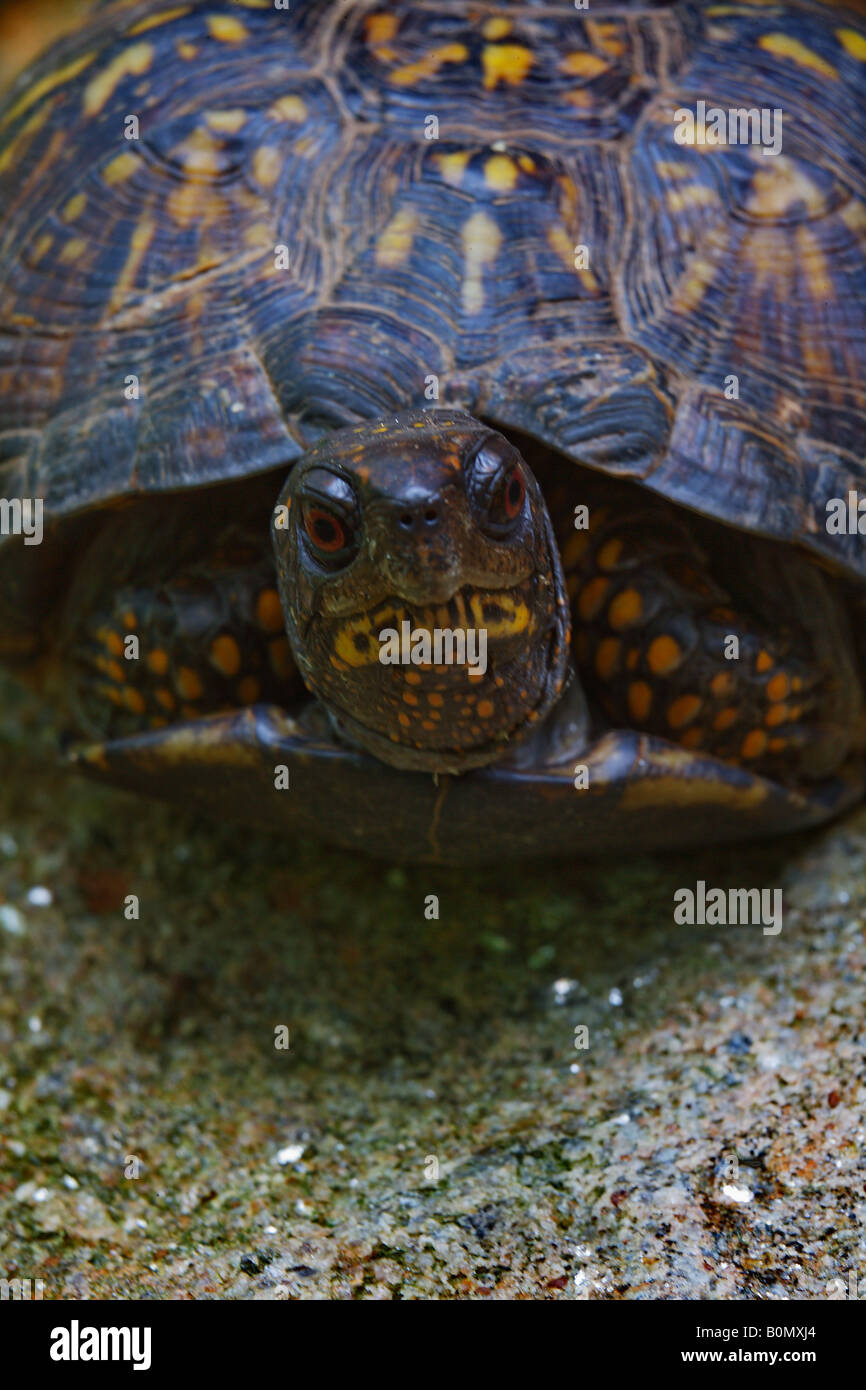 Closeup of an eastern box turtle Stock Photo - Alamy