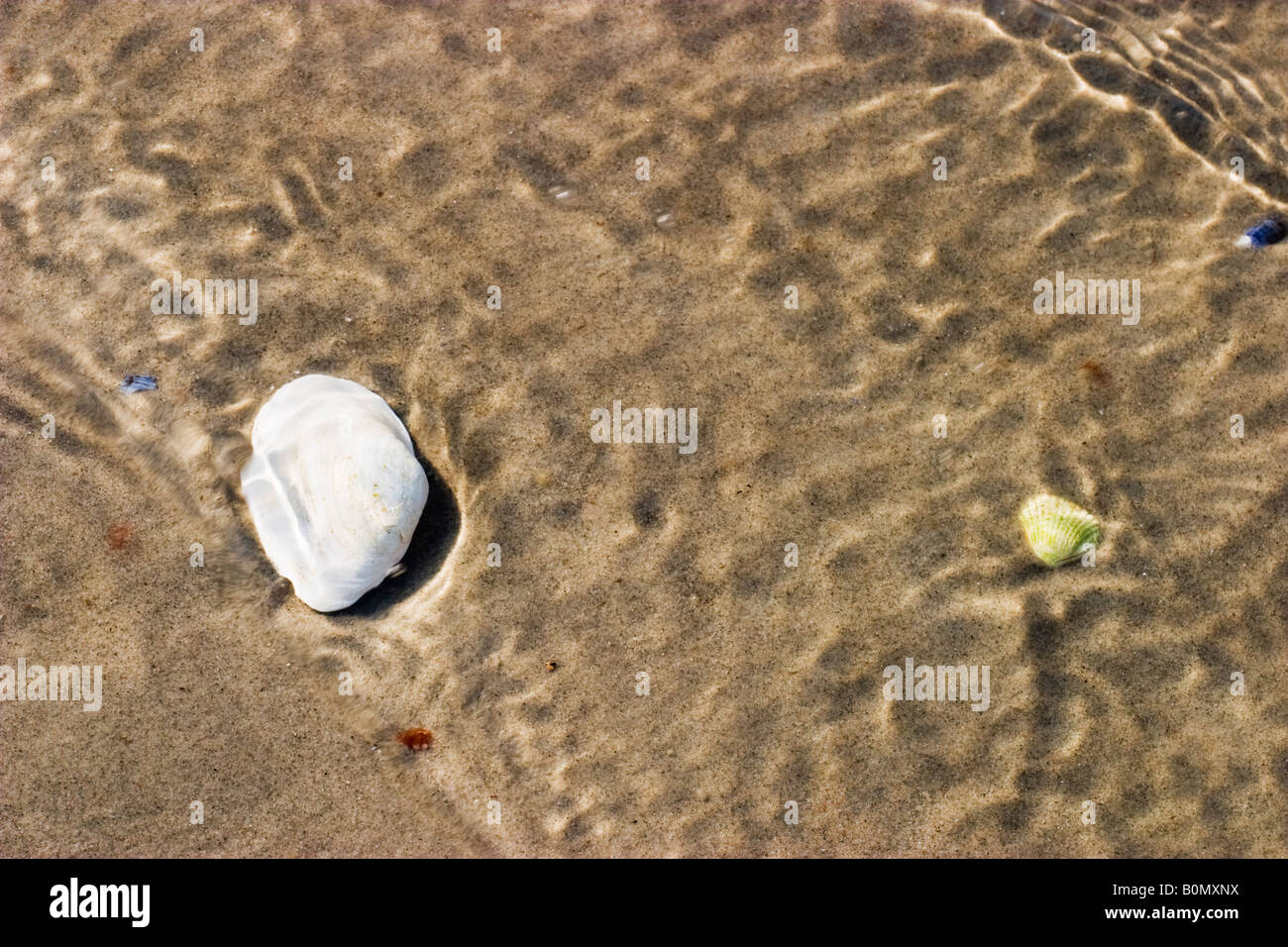 White mussel shell lie in the sand Stock Photo - Alamy
