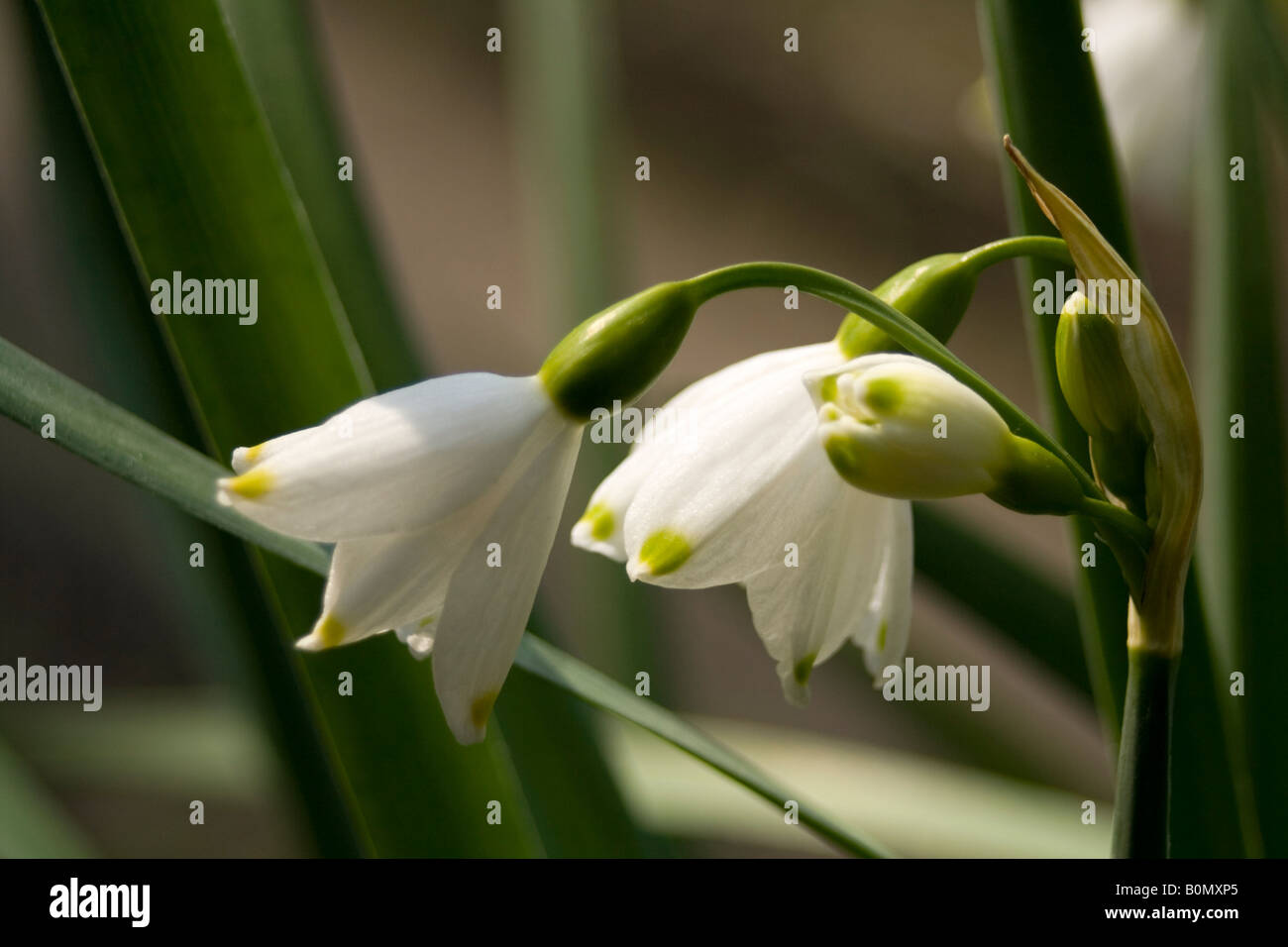amaryllidaceae leucojum aestivu Stock Photo - Alamy