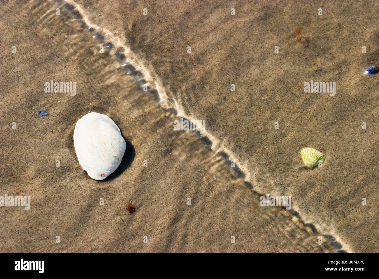 White mussel shell lie in the sand Stock Photo - Alamy