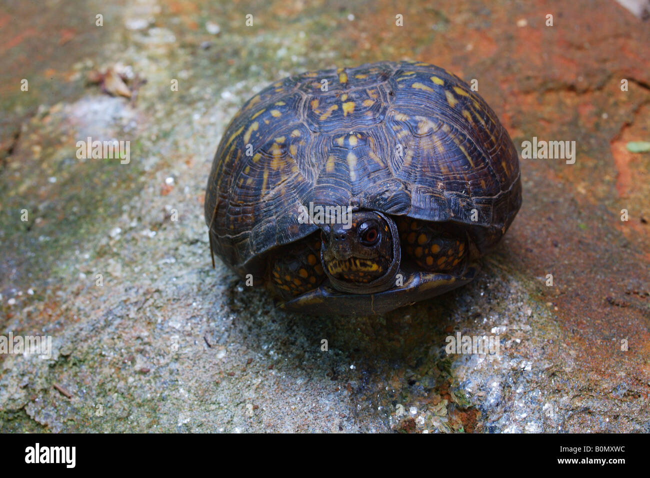 Eastern box turtle Stock Photo - Alamy