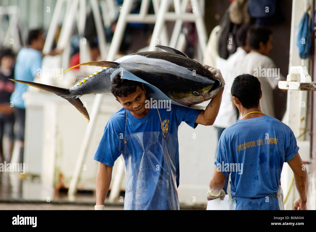 Yellow fin tuna at fish market at General Santos City, Mindanao ...