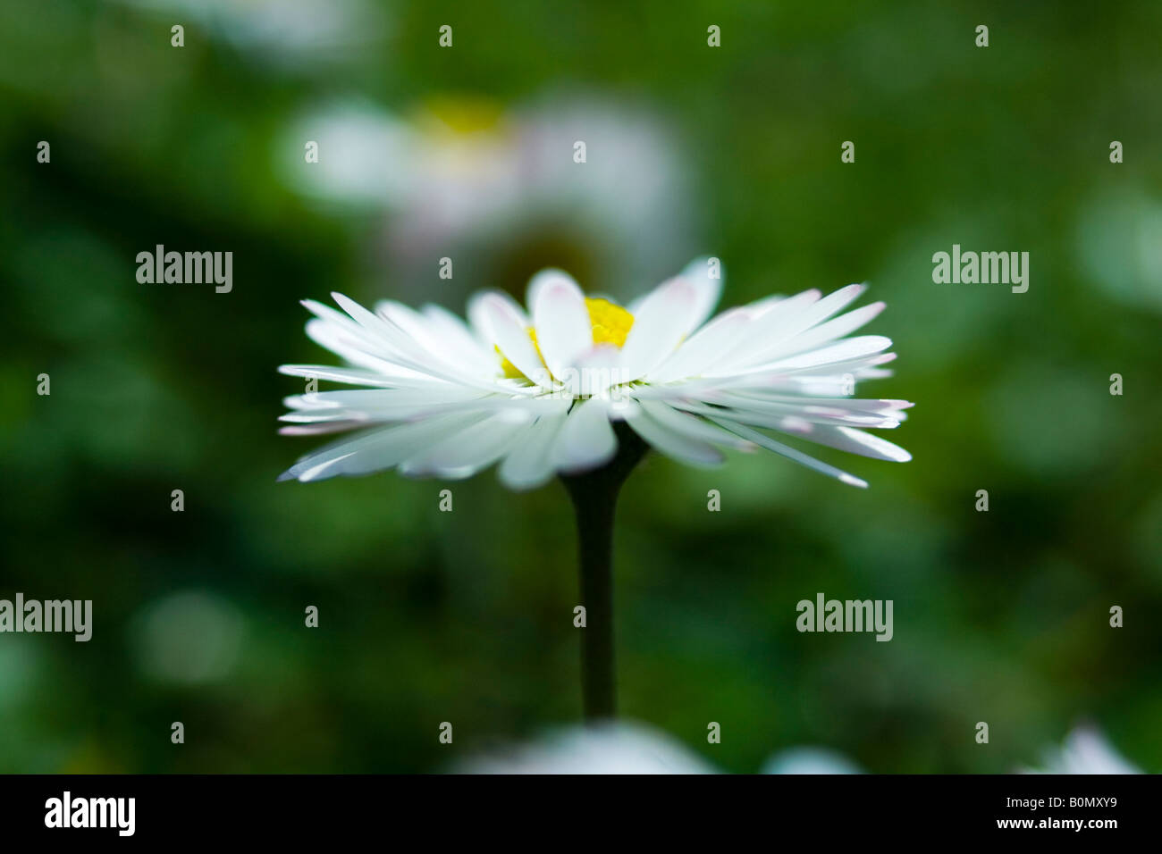 aster asteraceae daisy flower Stock Photo - Alamy