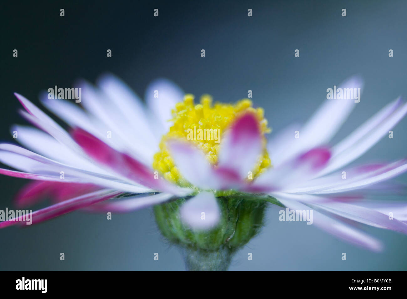 aster asteraceae daisy flower Stock Photo - Alamy