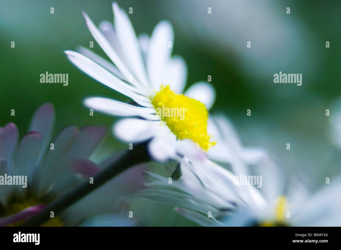 aster asteraceae daisy flower Stock Photo - Alamy