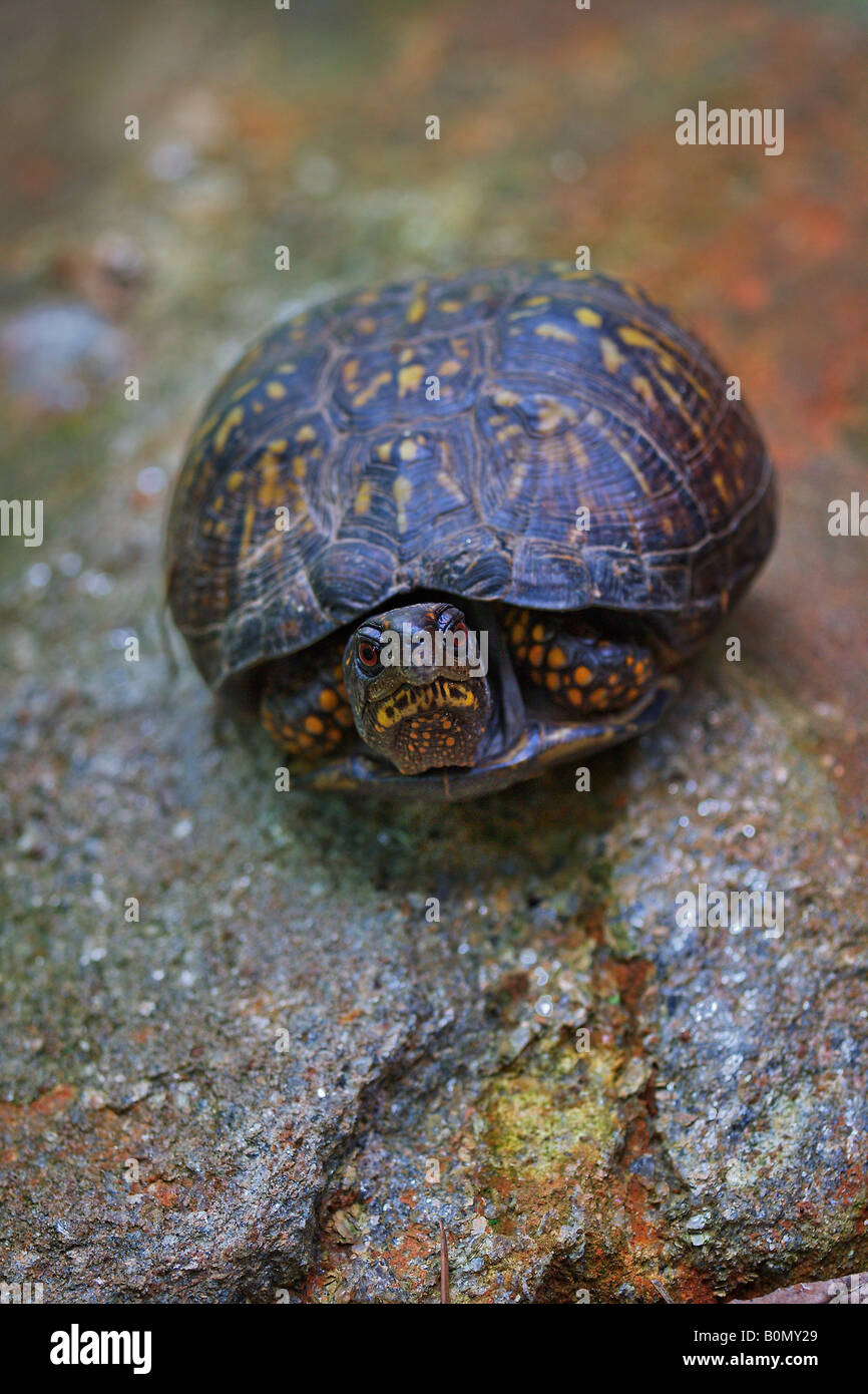 Eastern box turtle Stock Photo - Alamy