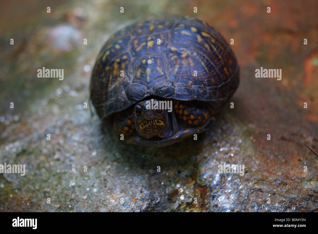Eastern box turtle Stock Photo - Alamy