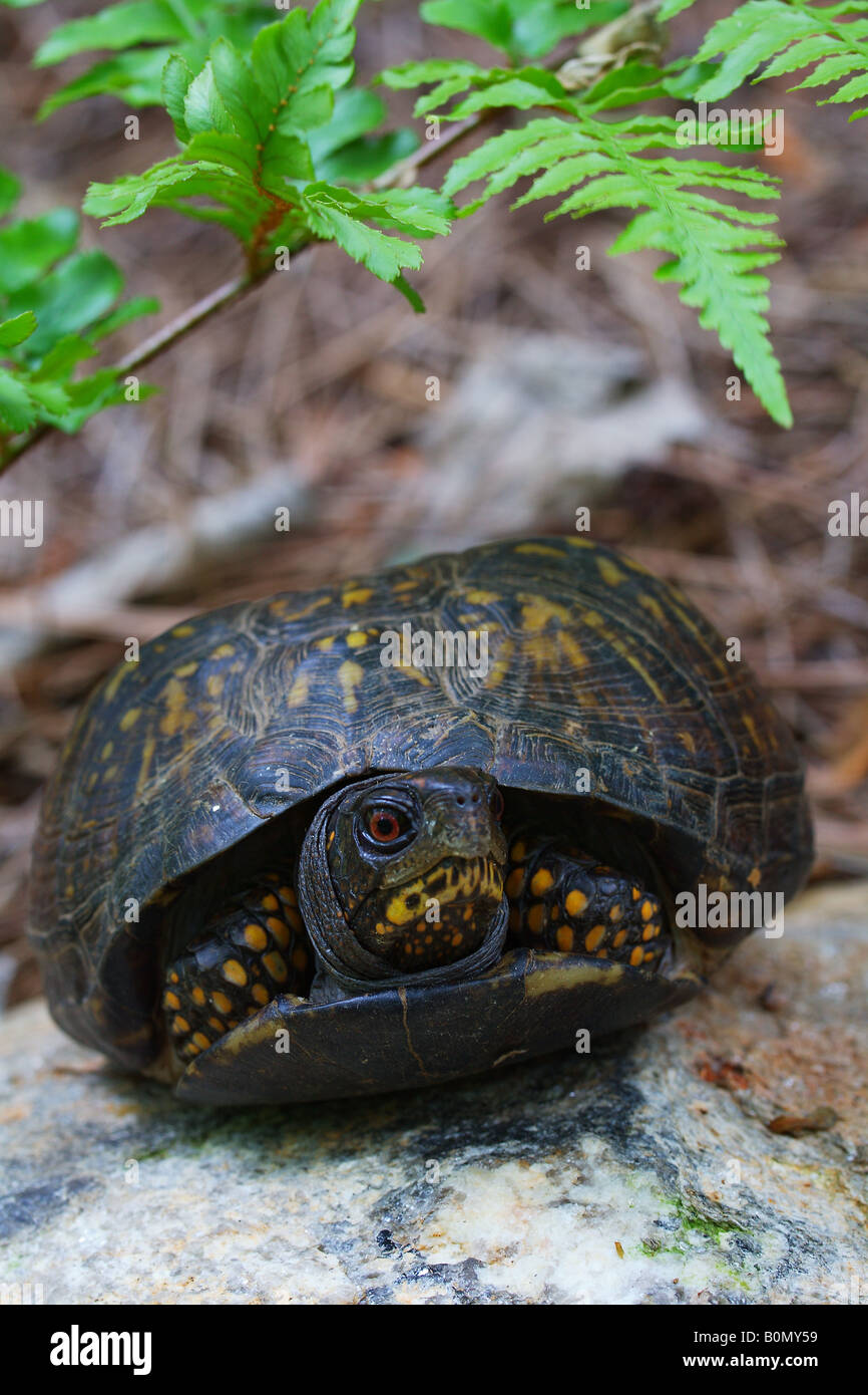 Eastern box turtle Stock Photo - Alamy
