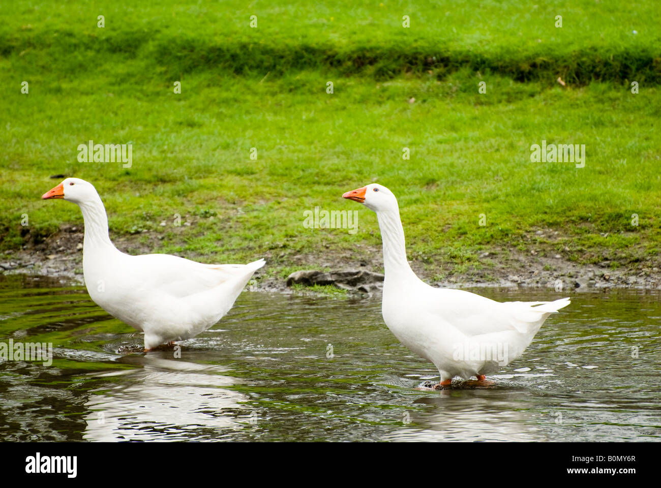 two farmyard geese on riverbank Stock Photo - Alamy