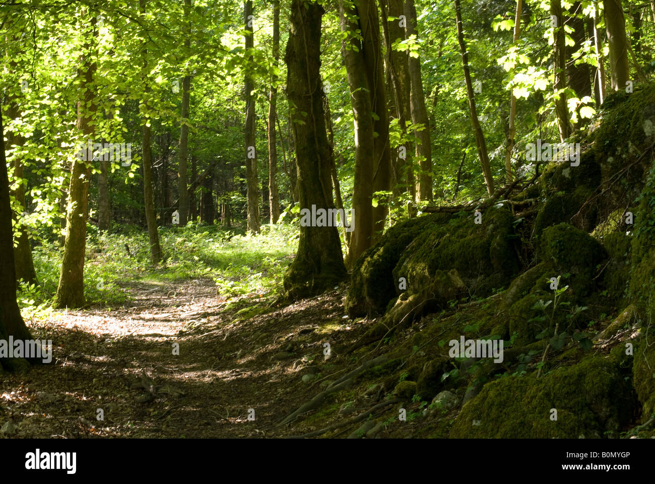 woodland path in spring Stock Photo - Alamy
