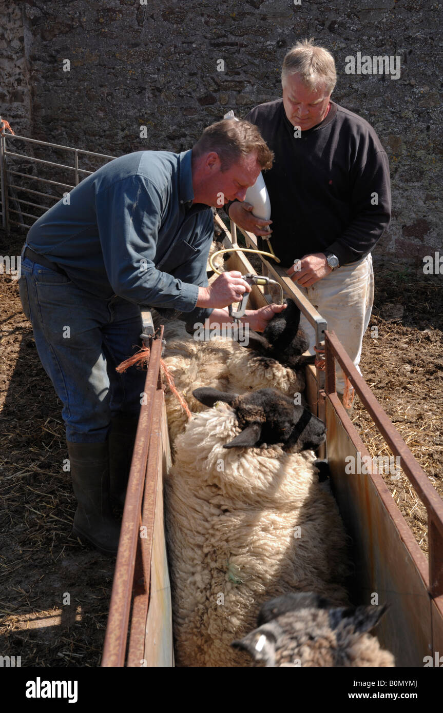 Farmer administering medication to sheep Marloes Pembrokeshire Wales UK ...