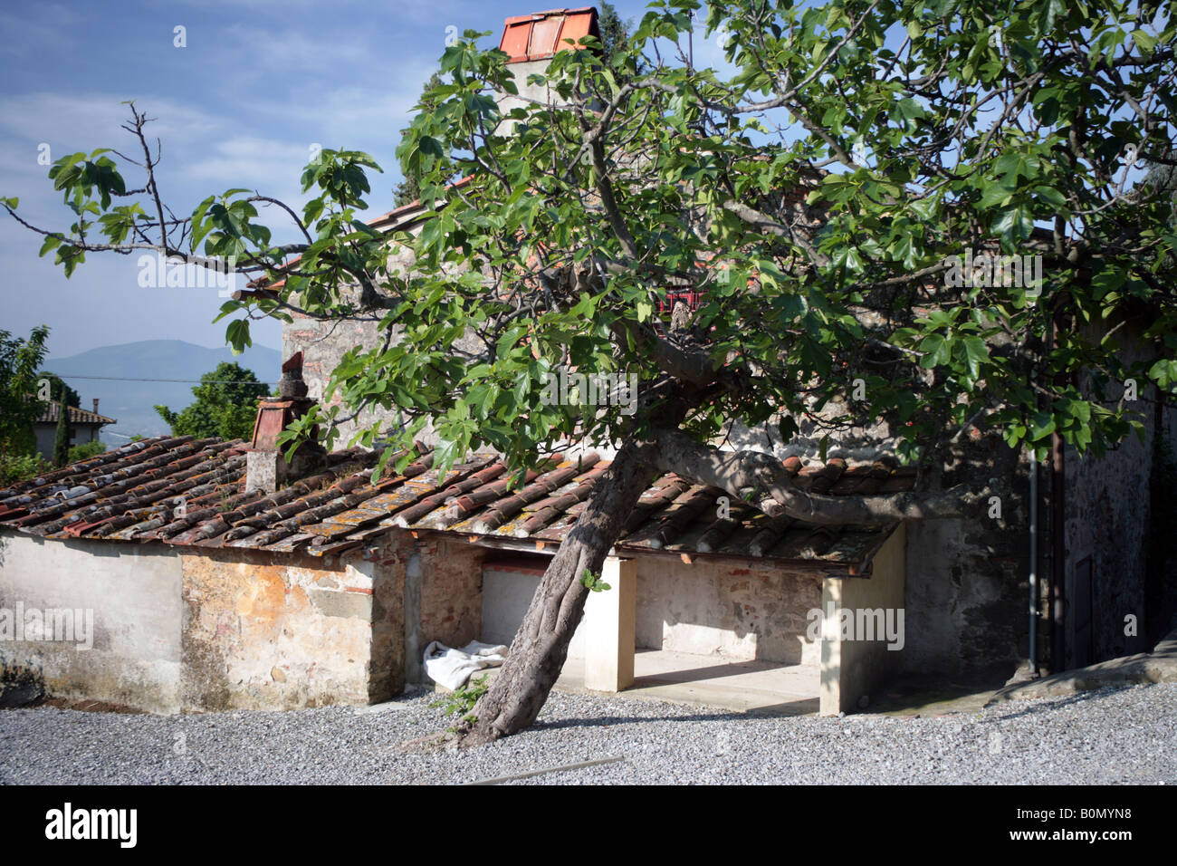 Fig tree Tuscany Stock Photo - Alamy