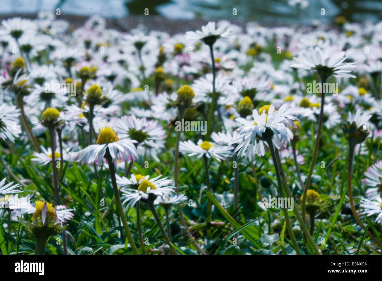 aster asteraceae daisy flower Stock Photo - Alamy