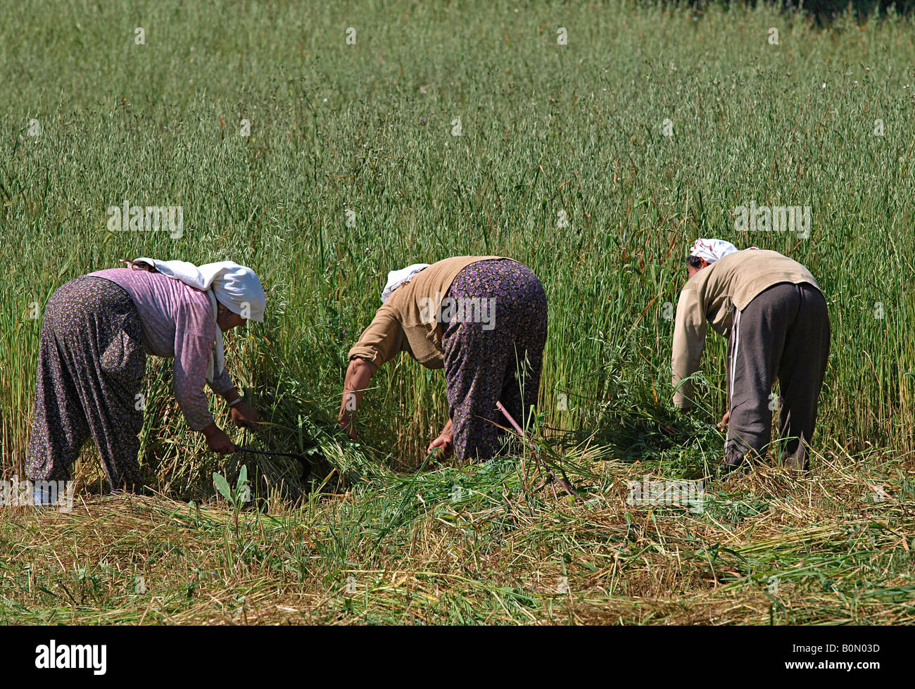 THREE FEMALE LAND WORKERS CUTTING GRASS CROP FOR HAY BY HAND USING ...