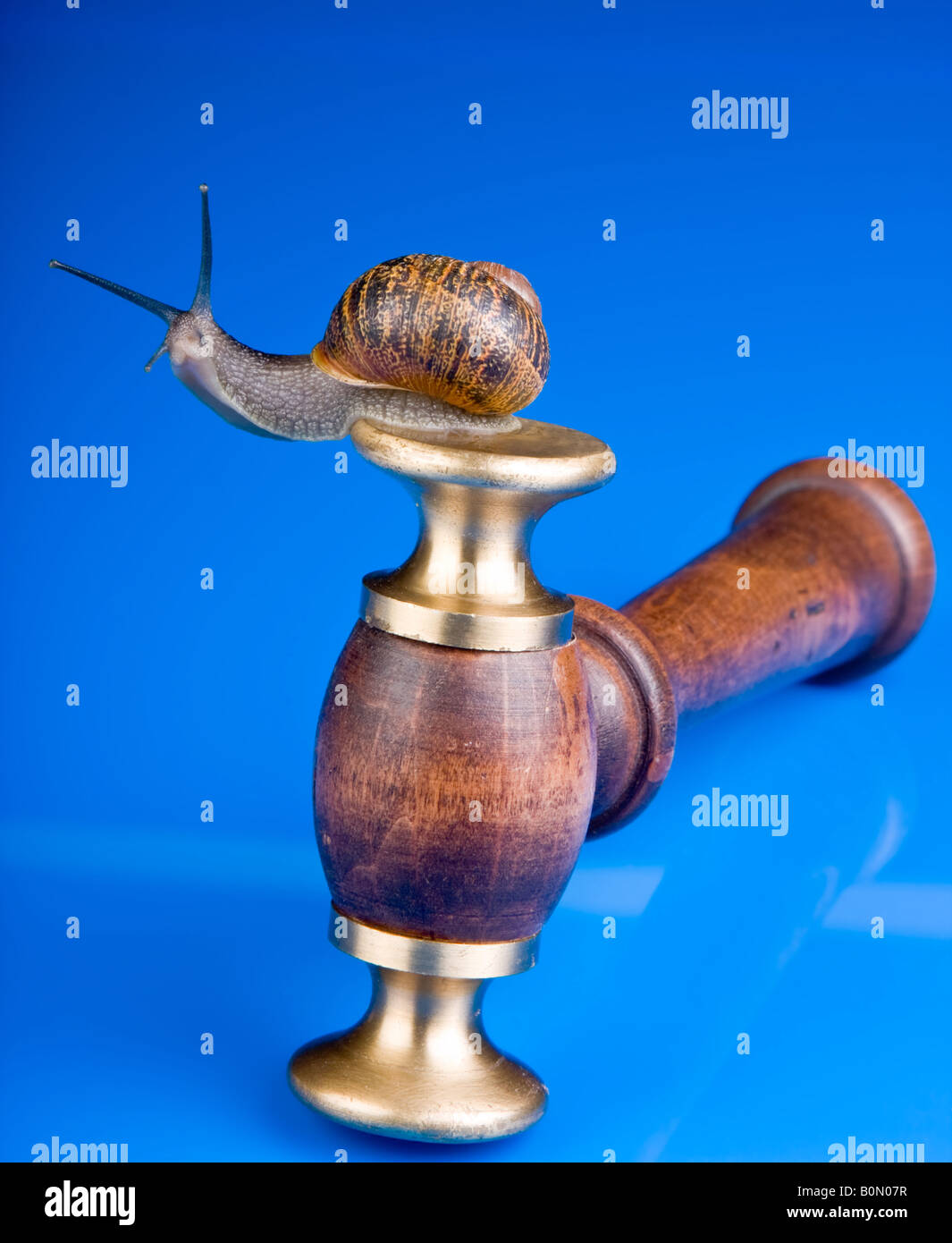 Funny snail sitting on a judges gavel or hammer Stock Photo - Alamy