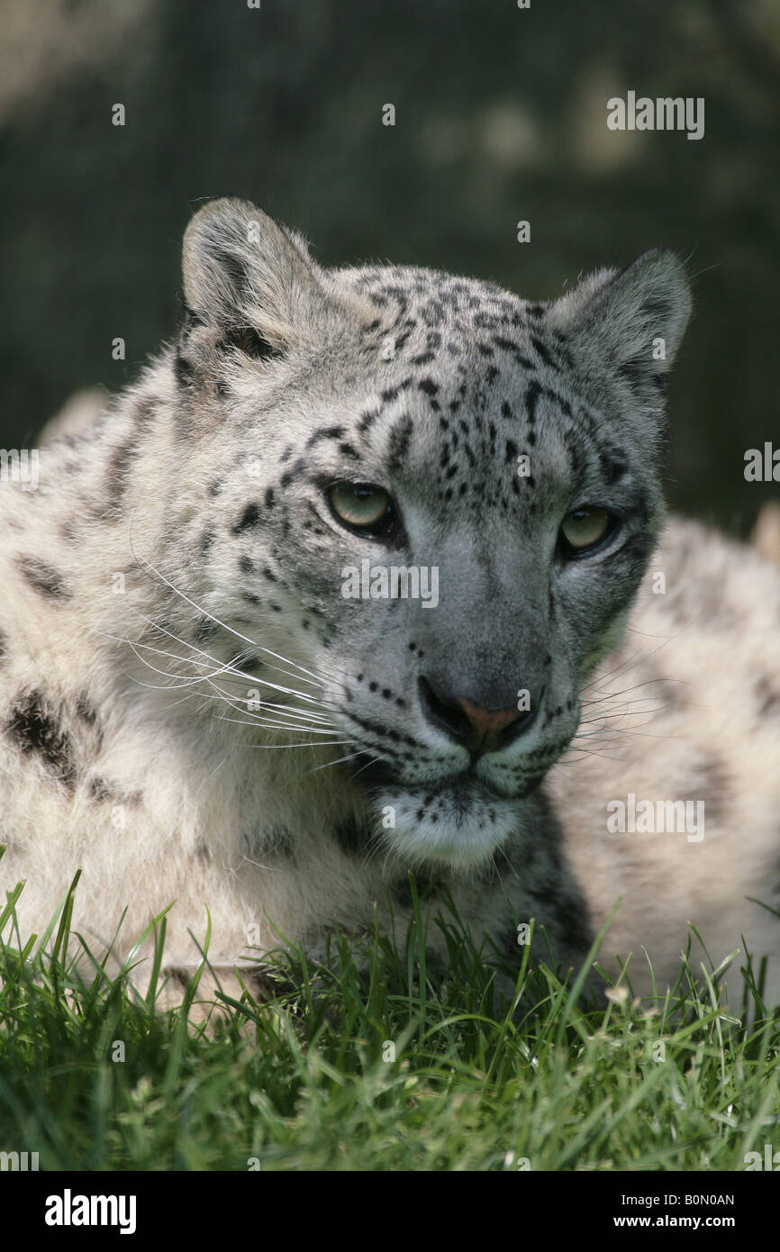 Snow Leopard Uncia uncia Stock Photo - Alamy
