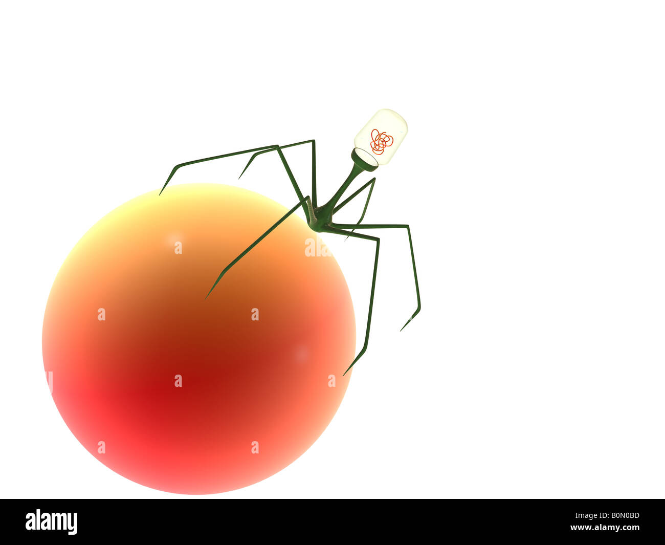 virus is infecting a cell Stock Photo - Alamy