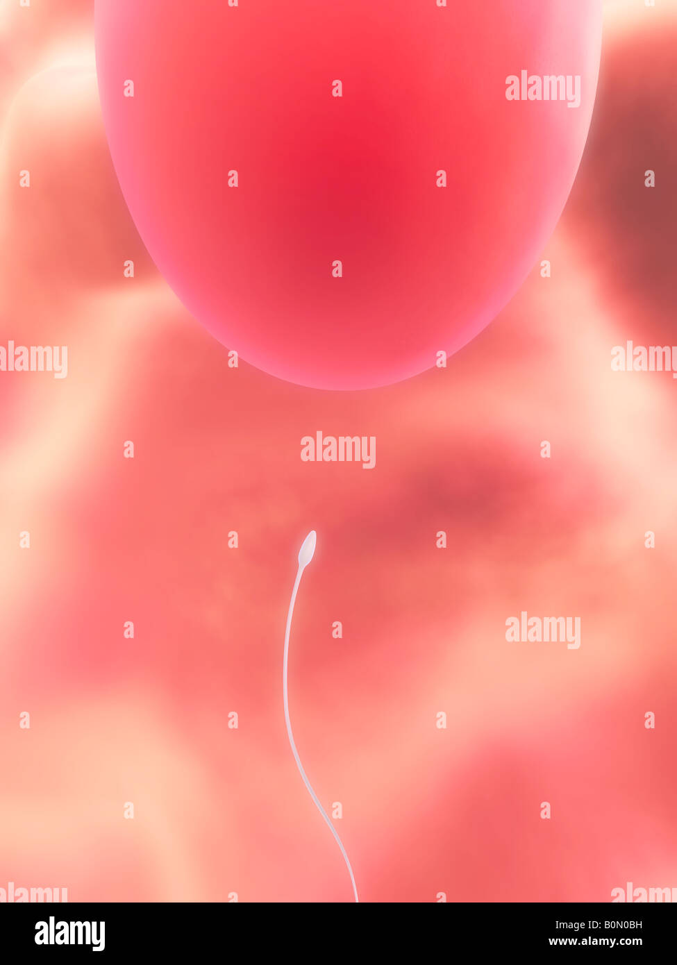 Sperm egg microscope hi-res stock photography and images - Alamy