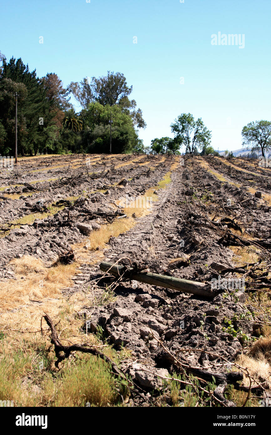 Old vines are destoyed to make room for new vines to be planted Stock ...