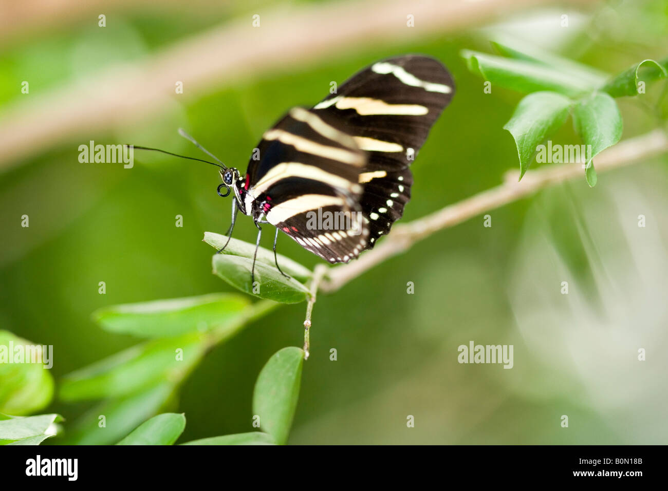Zebra Heliconian butterfly Stock Photo - Alamy