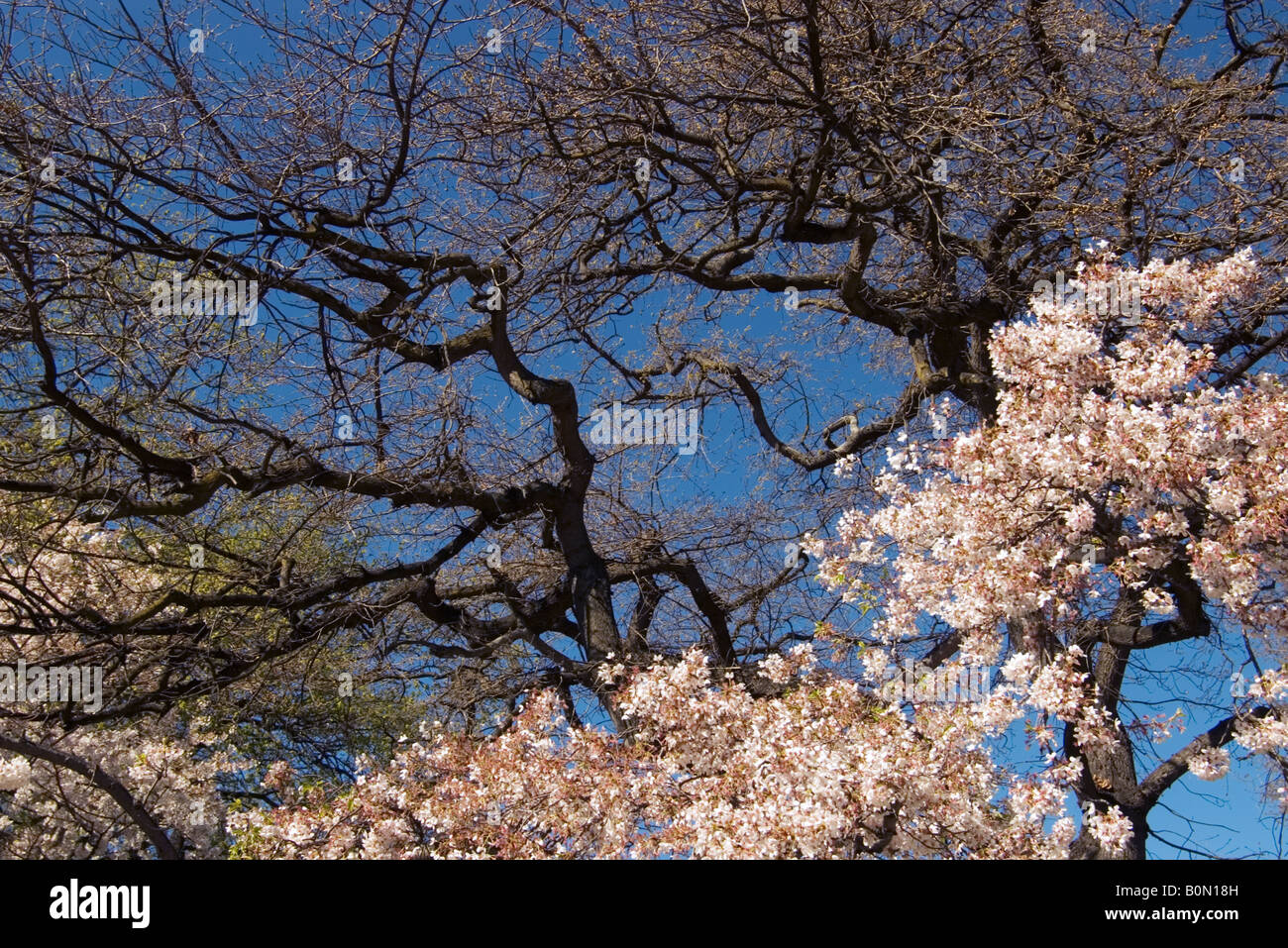 Cherry trees christchurch new zealand hi-res stock photography and ...
