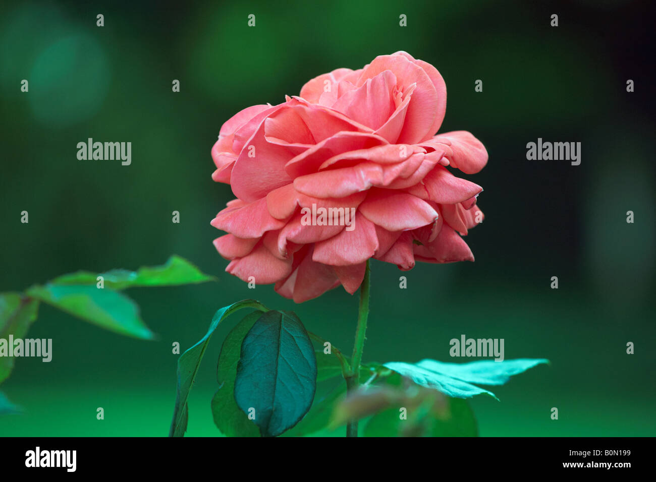 Edith may hi-res stock photography and images - Alamy