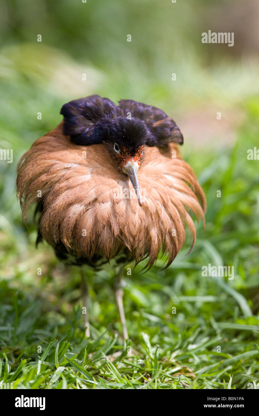 male Ruff displaying breeding plumage - Philomachus pugnax Stock Photo ...