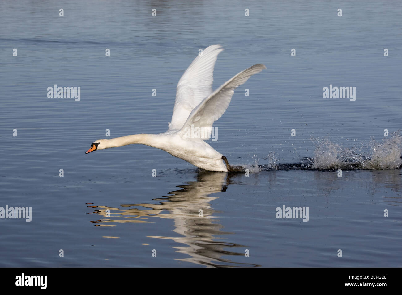 Swan preparing for take off hi-res stock photography and images - Alamy