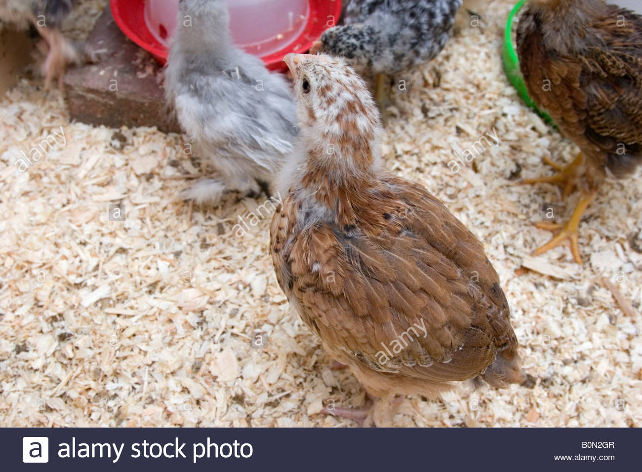 Growing Feathers High Resolution Stock Photography and Images - Alamy