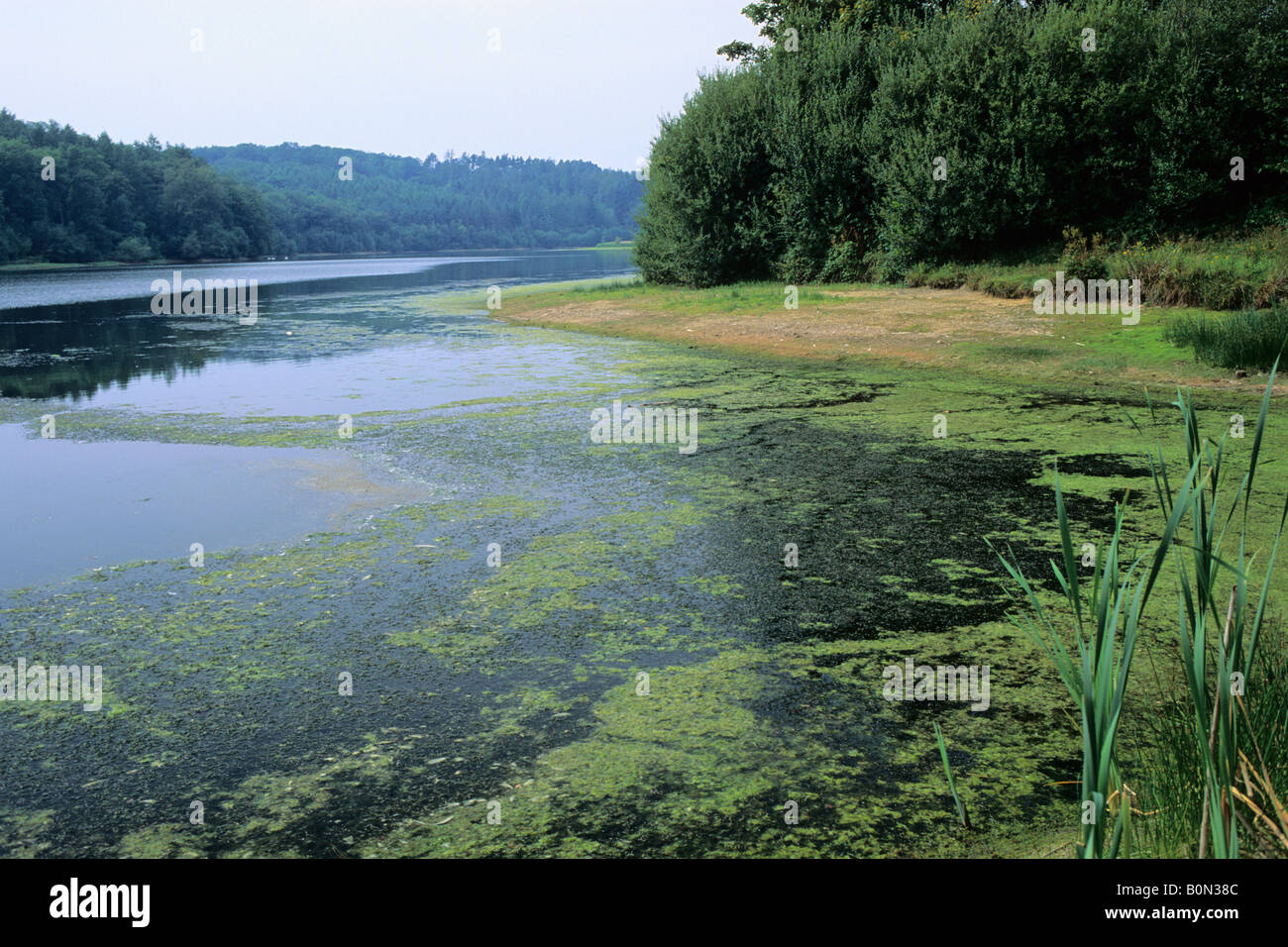 Ardingly Reservoir, Ardingly, Sussex, England, UK Stock Photo - Alamy