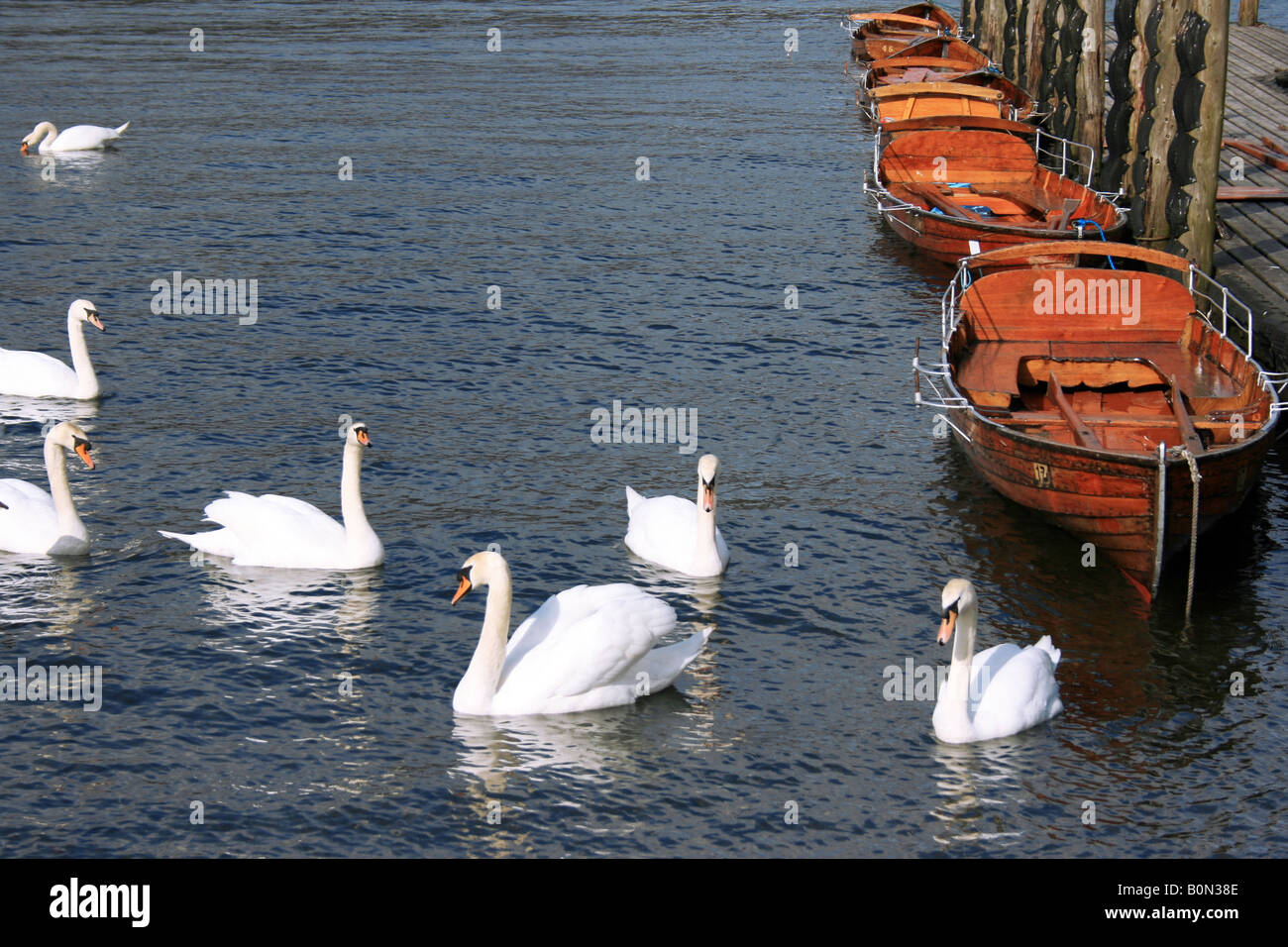 Swan rowing boat hi-res stock photography and images - Alamy