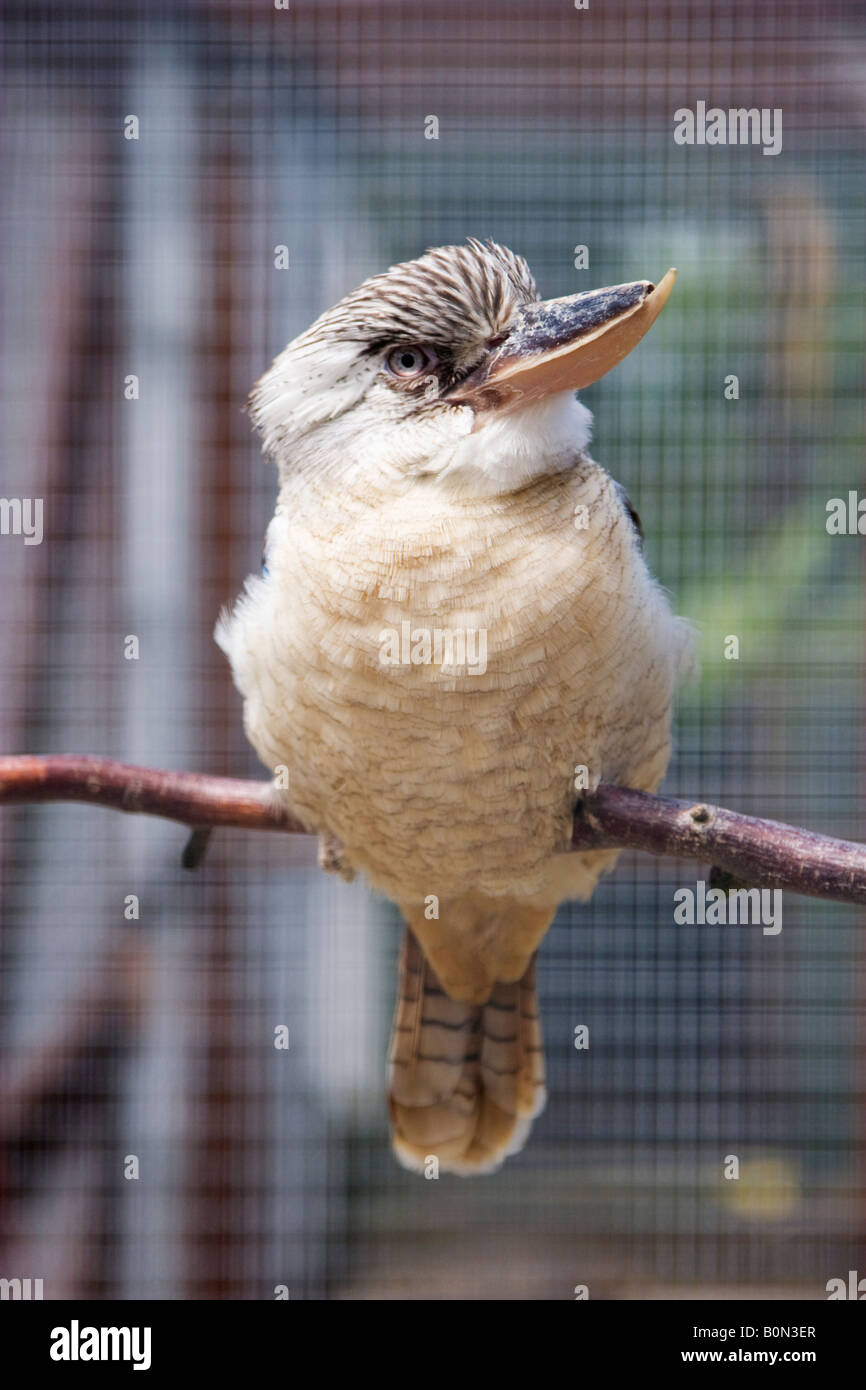 Beak broken hi-res stock photography and images - Alamy