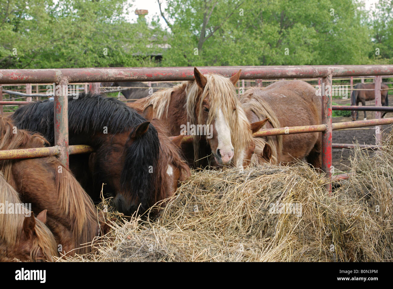 Harness horse dinner on a farm Stock Photo - Alamy