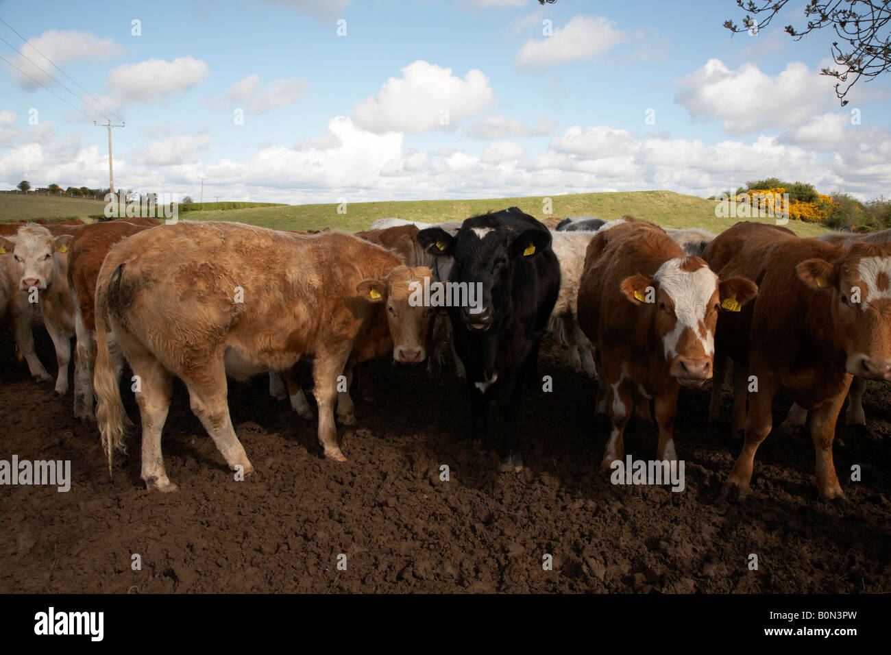 Muddy field northern ireland hi-res stock photography and images - Alamy