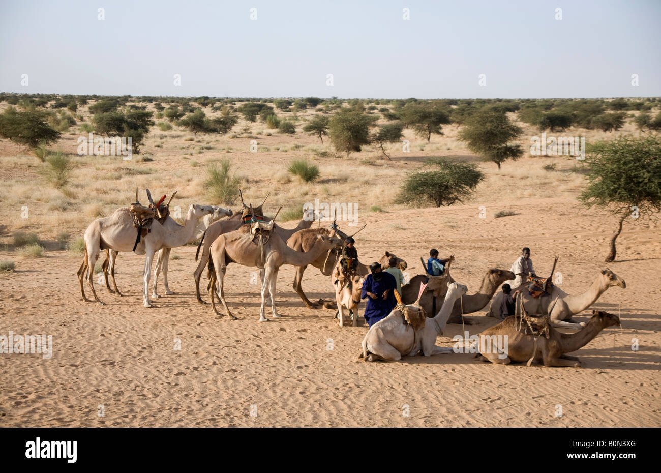 Camels and herdsmen, Timbuktu,Mali West Africa Stock Photo - Alamy