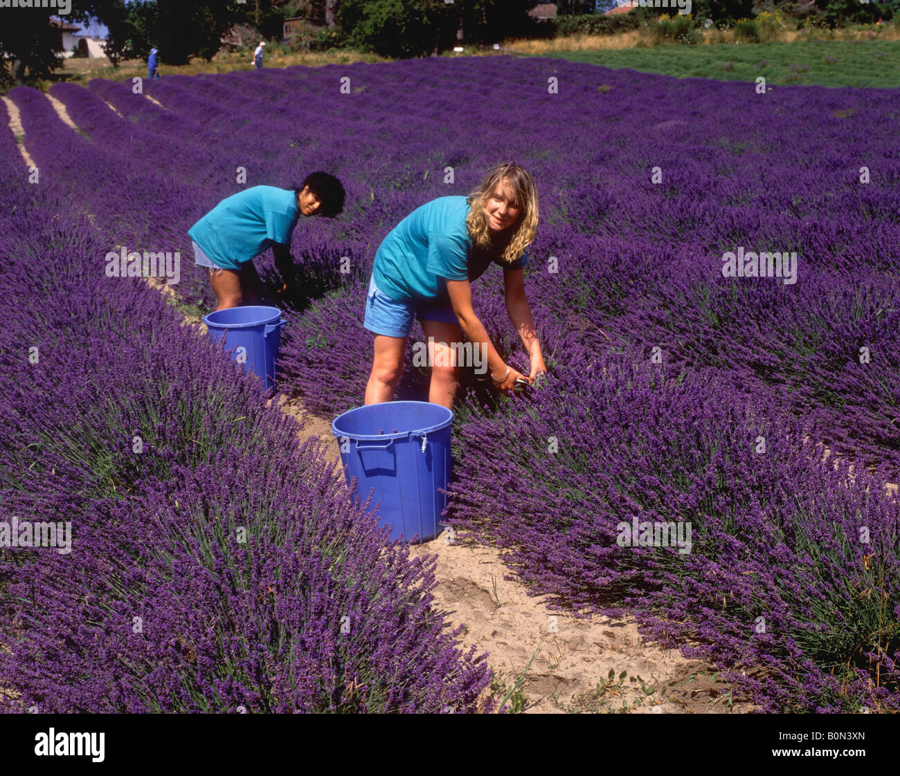 Picking lavender at the Jersey Lavender Farm Stock Photo - Alamy
